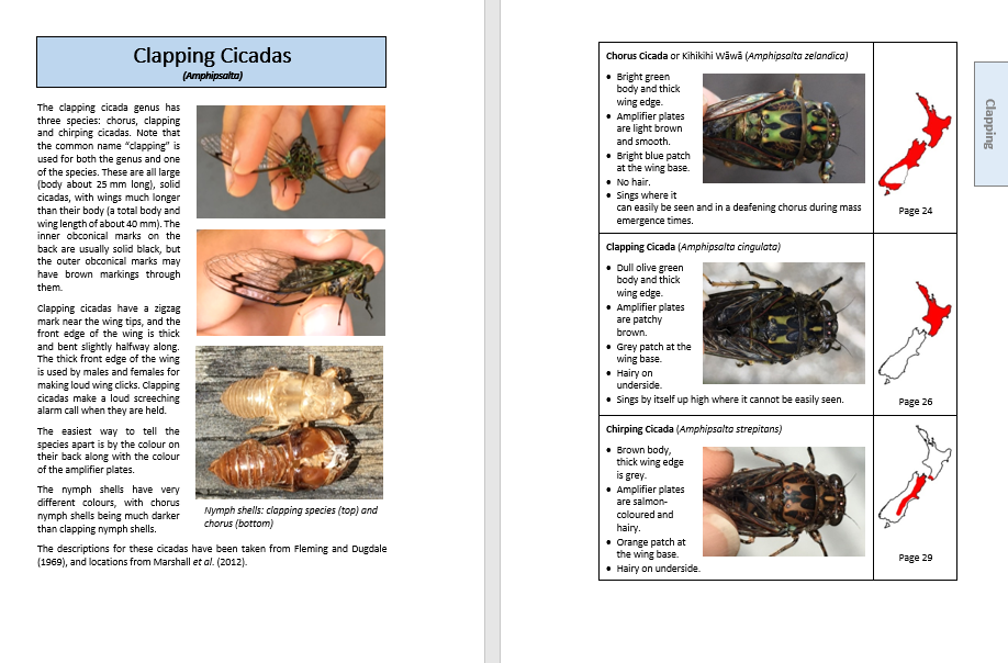 Cicadas of New Zealand